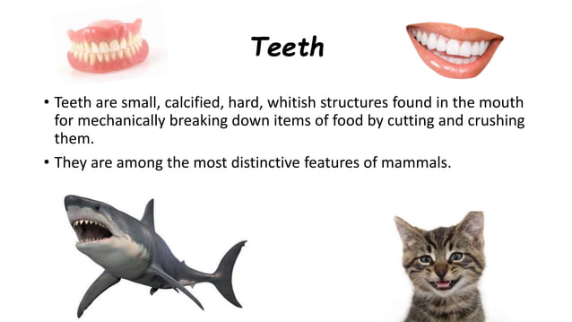 TEETH | PPT