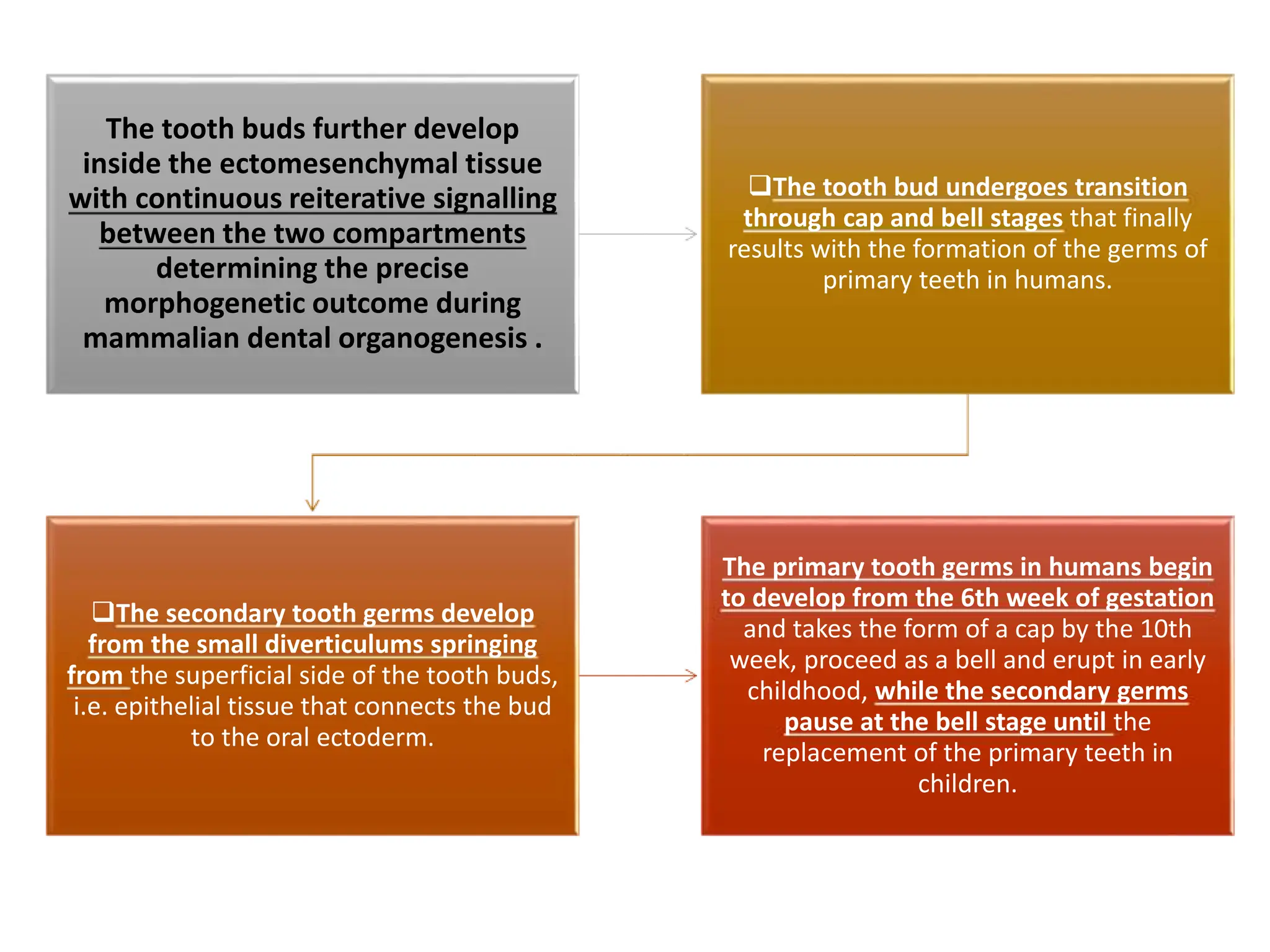 tooth regeneration: Between Reality and Imagination.pptx | Dental ...