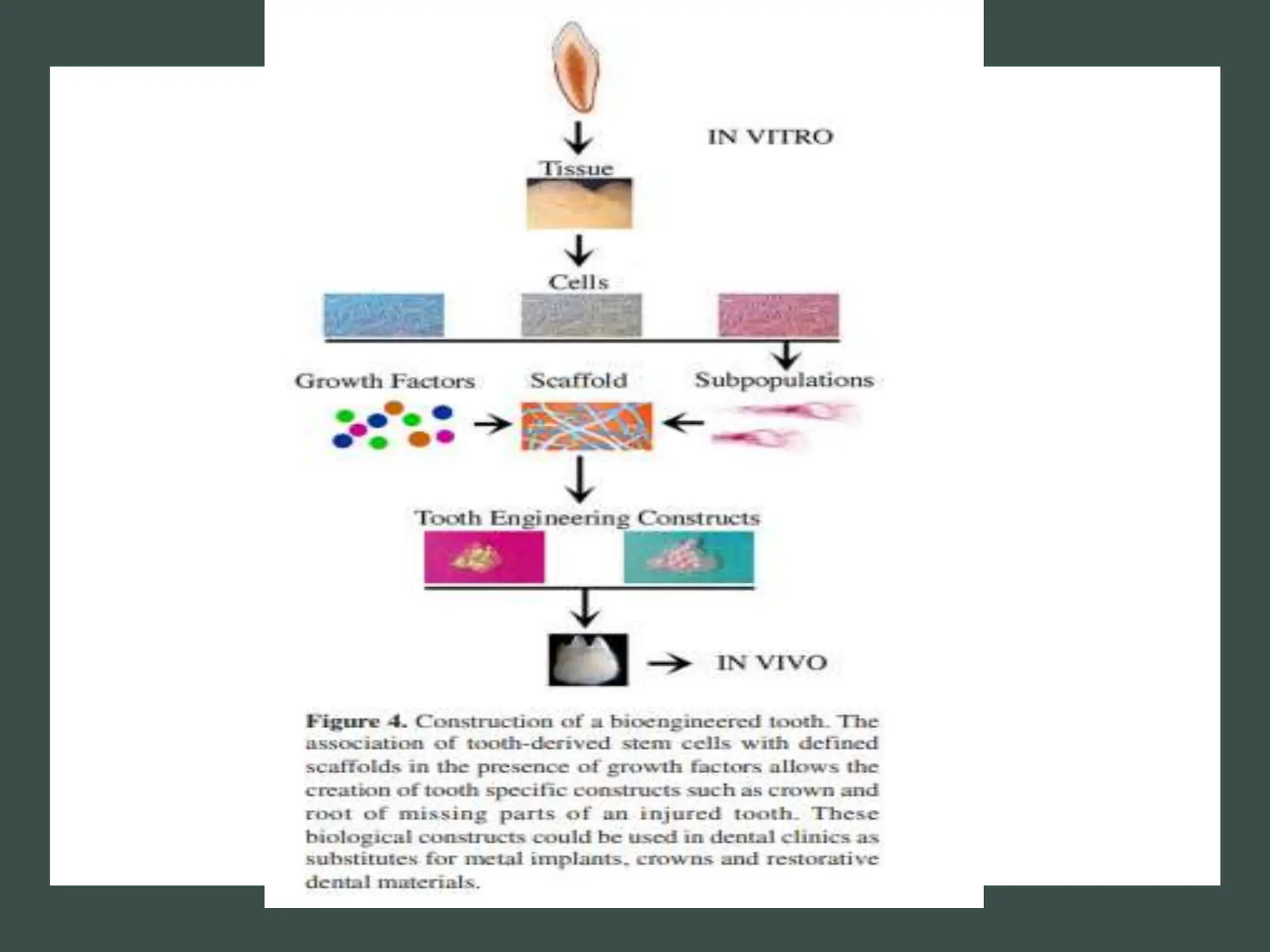 tooth regeneration: Between Reality and Imagination.pptx