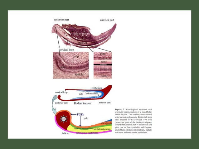 tooth regeneration: Between Reality and Imagination.pptx | Dental ...