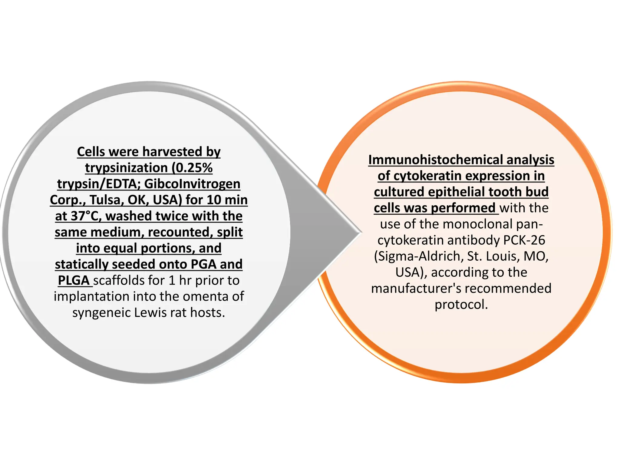 tooth regeneration : Between Reality and Imagination.pdf