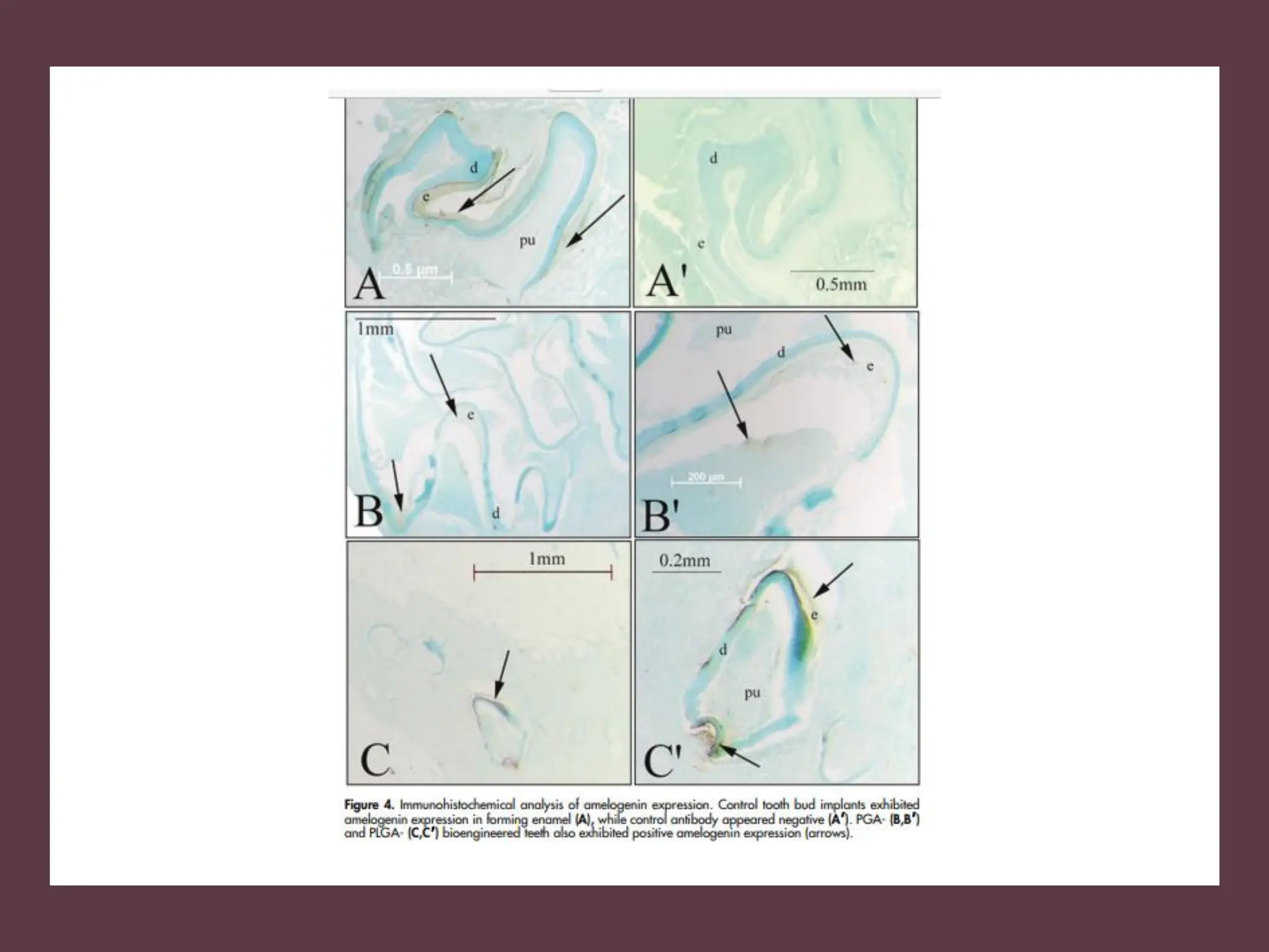 tooth regeneration : Between Reality and Imagination.pdf