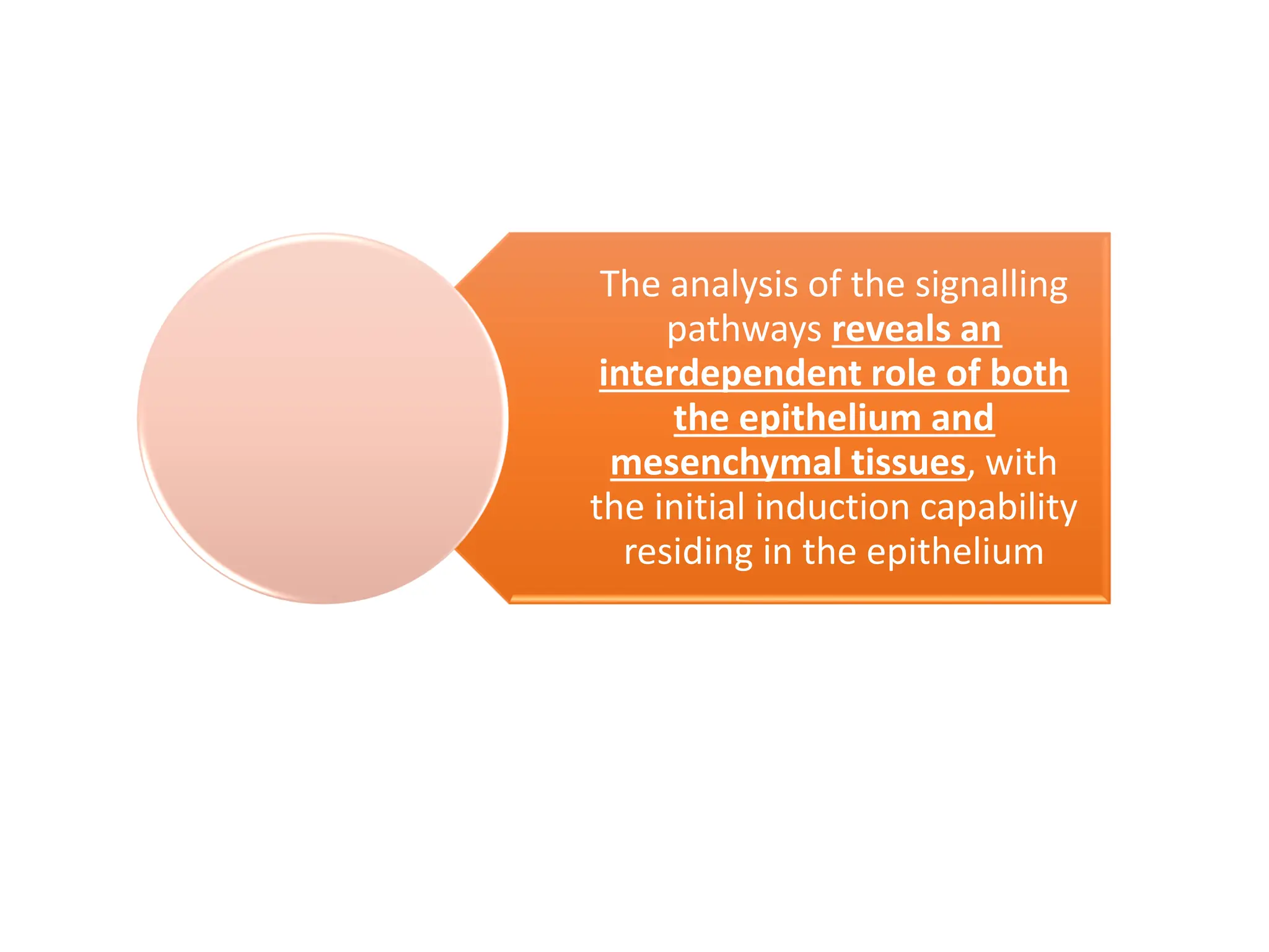 tooth regeneration : Between Reality and Imagination.pdf