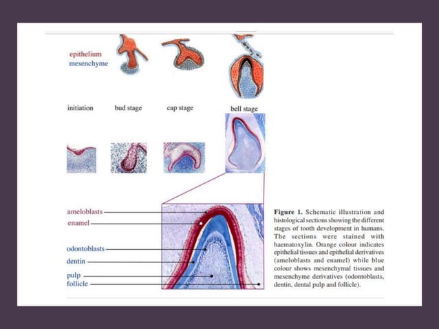 tooth regeneration : Between Reality and Imagination.pdf | Dental ...