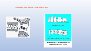 Arrangement of posterior teeth in edentulous patients.tooth set up .pptx