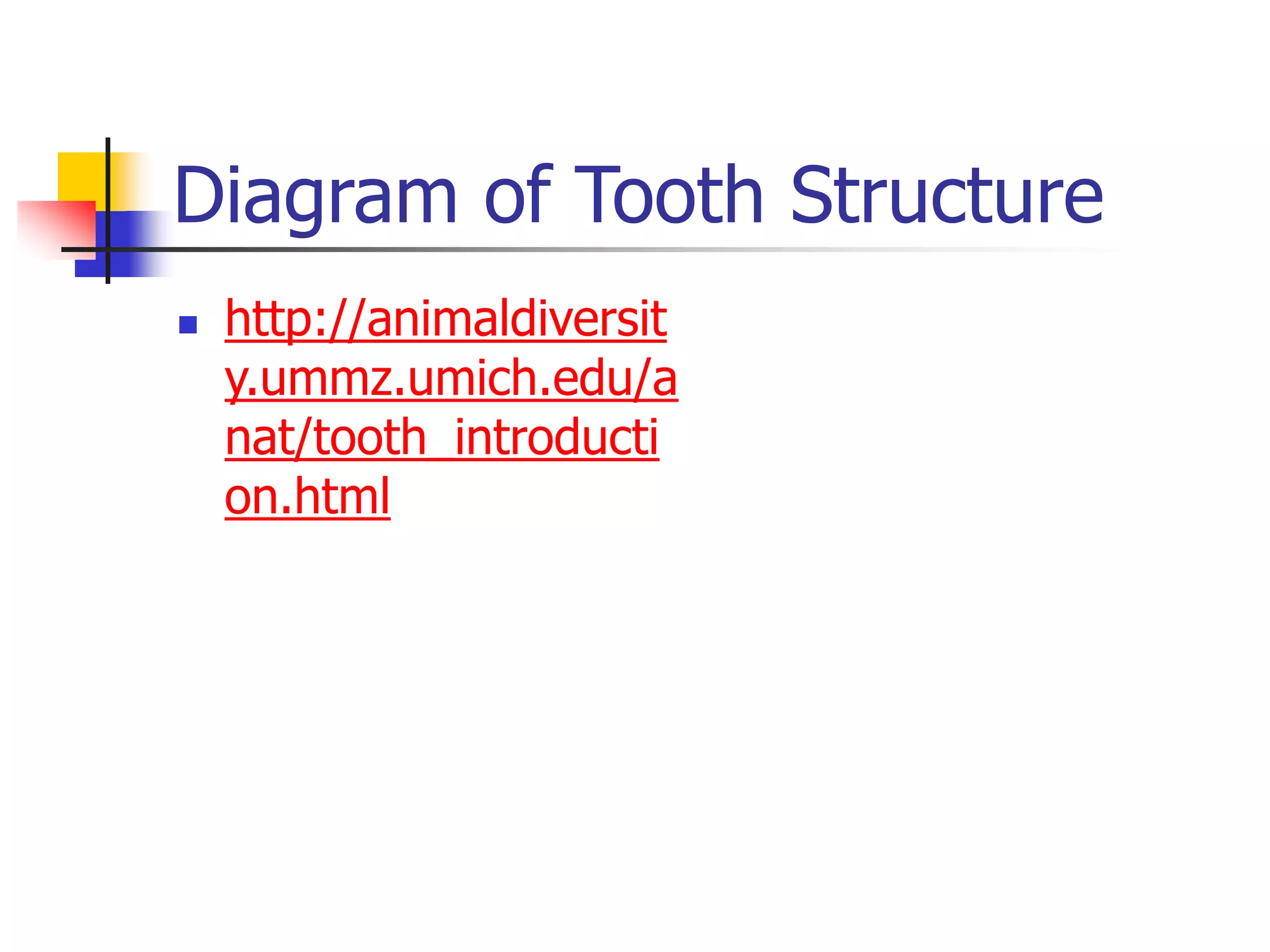 Tooth Structure and Evolution.ppt
