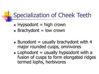 Tooth Structure and Evolution.ppt