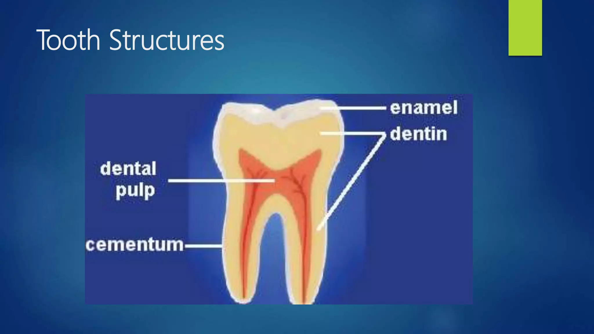 Tooth Structures, Periodontium, and Caries Classifications Powerpoint ...
