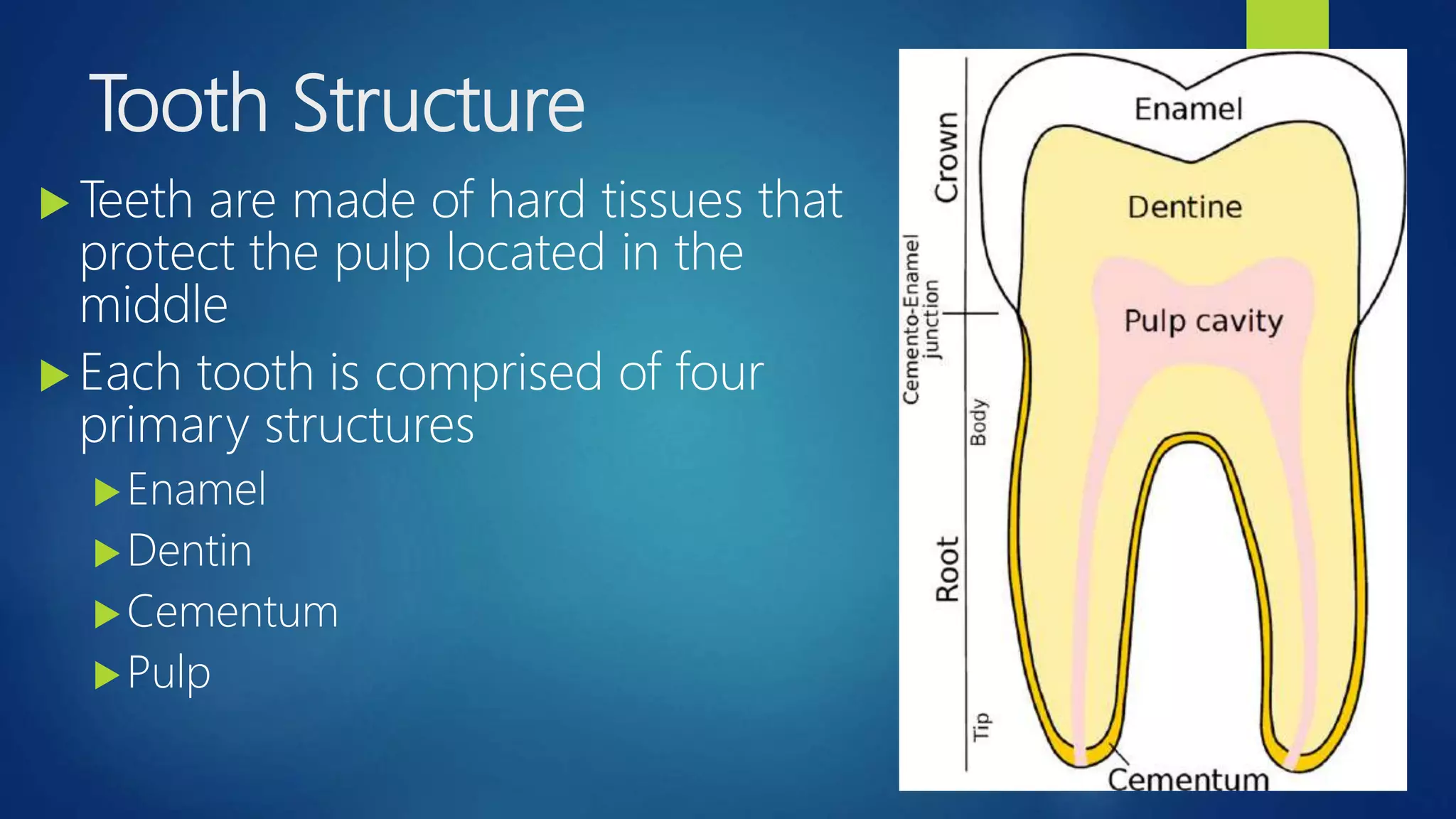 Tooth Structures, Periodontium, and Caries Classifications Powerpoint ...