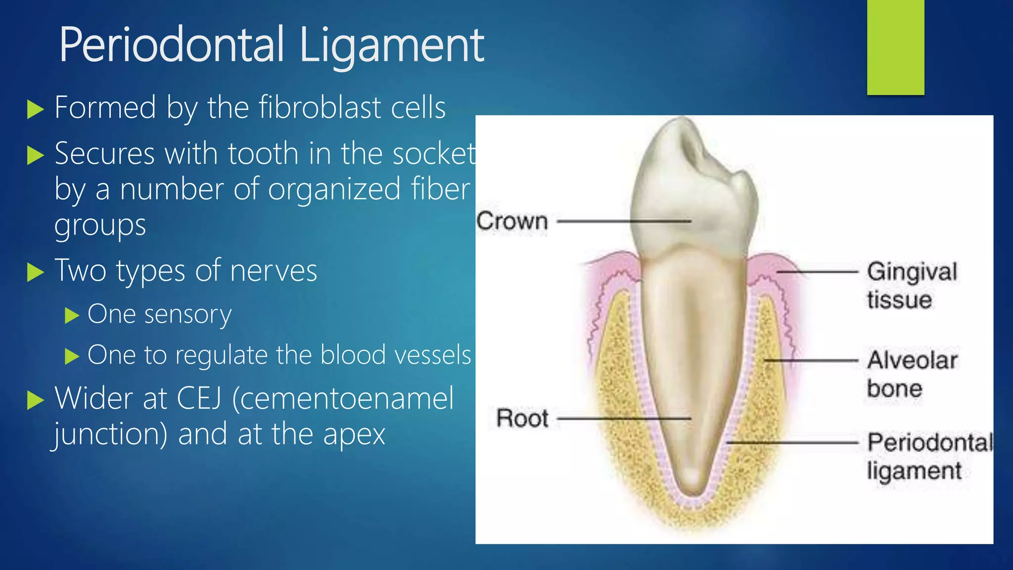 Tooth Structures, Periodontium, and Caries Classifications Powerpoint ...