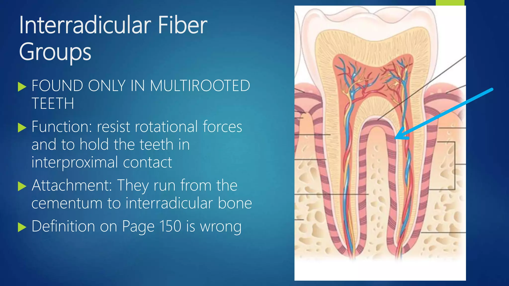 Tooth Structures, Periodontium, and Caries Classifications Powerpoint ...
