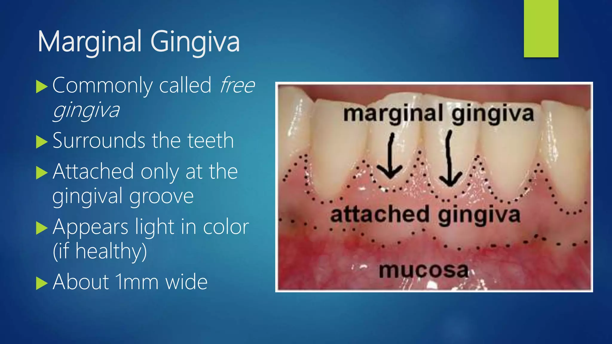 Tooth Structures, Periodontium, and Caries Classifications Powerpoint ...