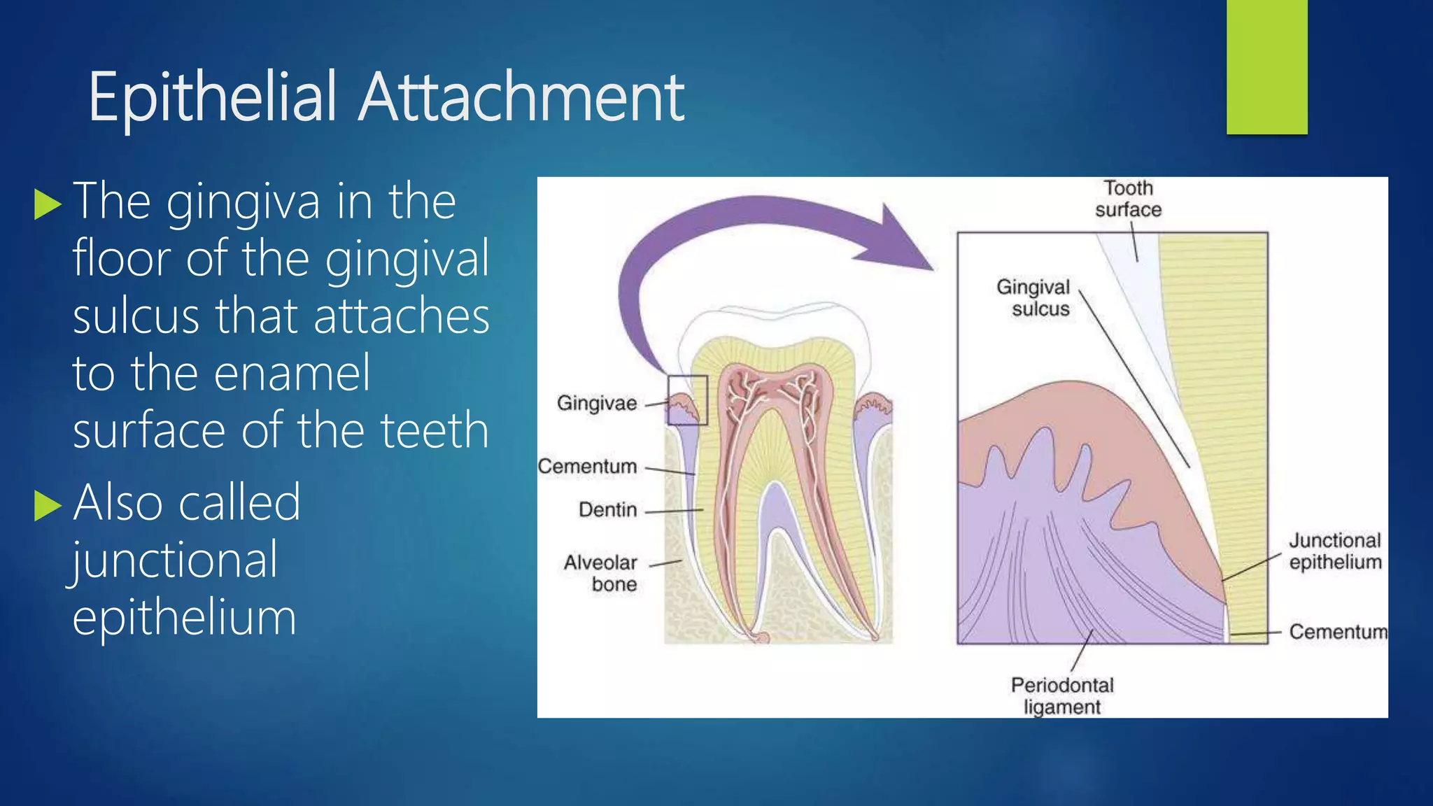 Tooth Structures, Periodontium, and Caries Classifications Powerpoint ...