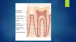 Tooth Structures, Periodontium, and Caries Classifications Powerpoint ...
