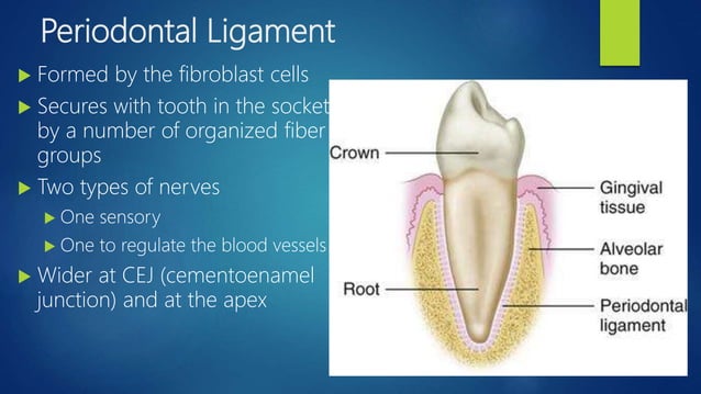 Tooth Structures, Periodontium, and Caries Classifications Powerpoint ...