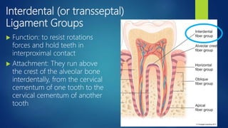 Tooth Structures, Periodontium, and Caries Classifications Powerpoint ...