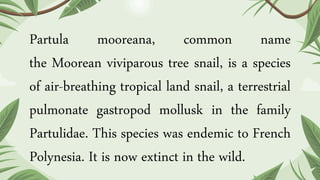 TOP 10 EXTINCT ANIMALS.pdf