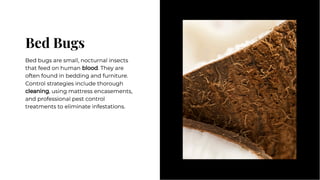 Top-10-household-pests-identification-and-control-strategies.pdf