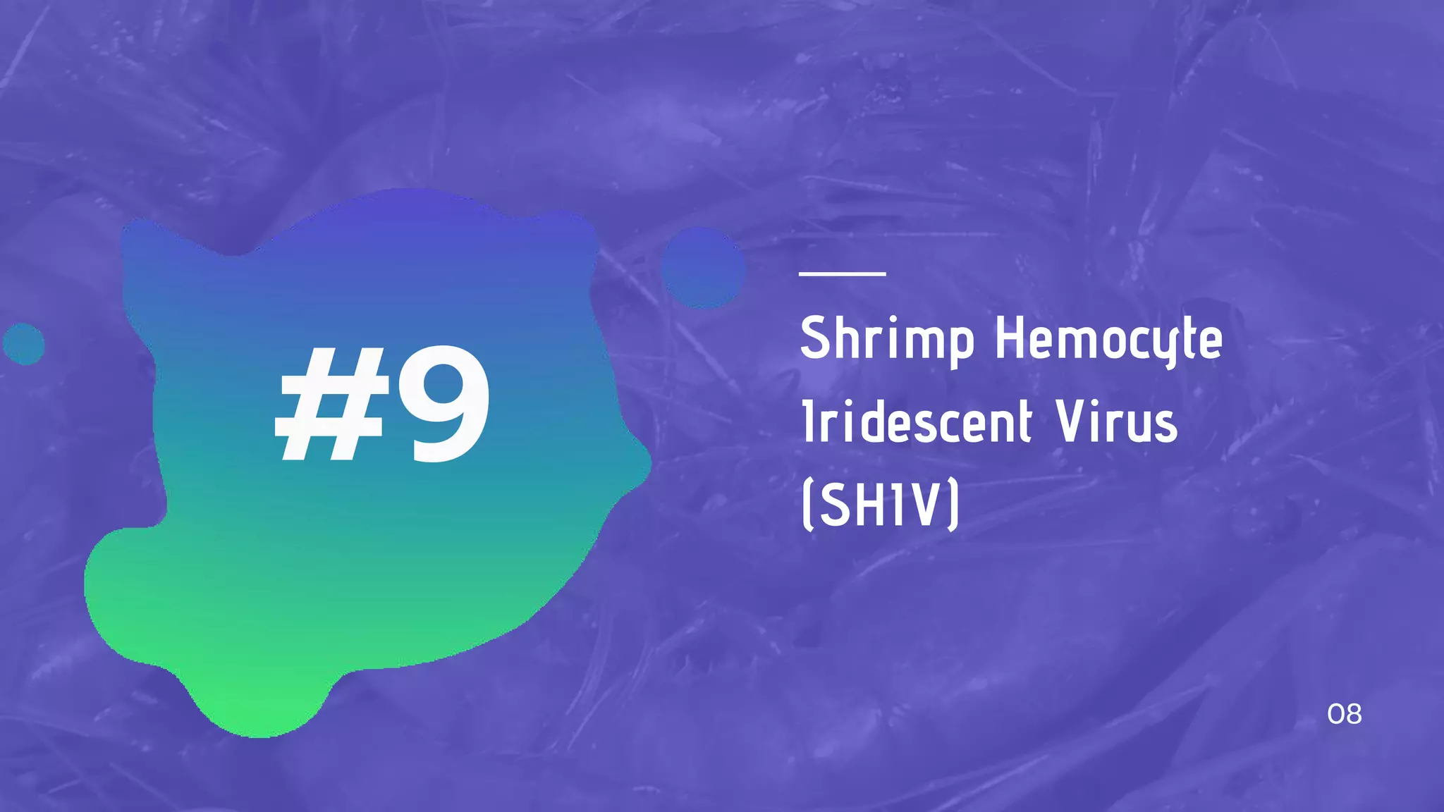 MBV & SHIV - Top 10 aquatic diseases tested in 2019 | PDF