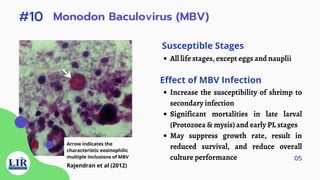 MBV & SHIV - Top 10 aquatic diseases tested in 2019 | PDF