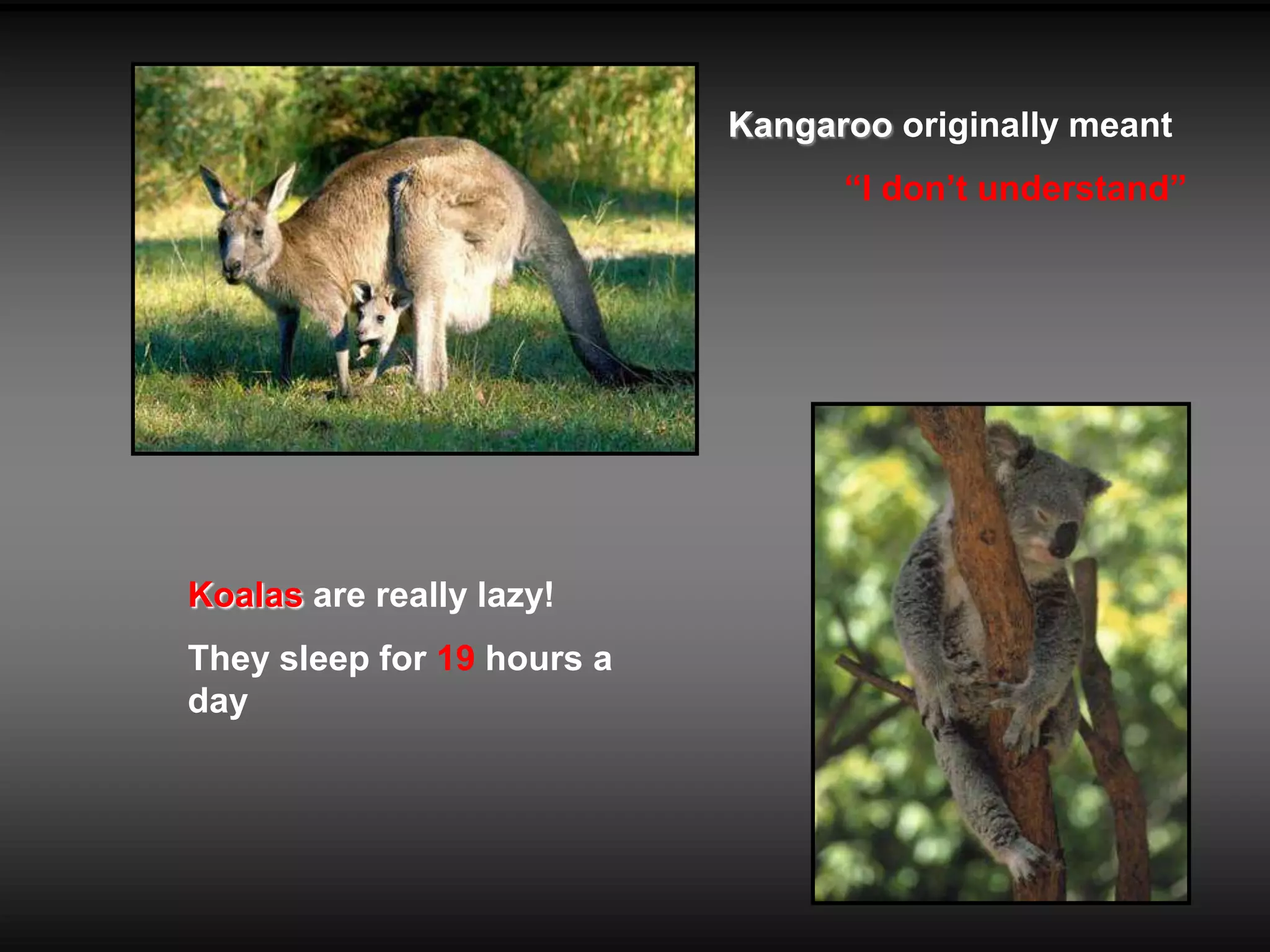 Top 10 australian dangerous animals from 10 to 6 | PPTX