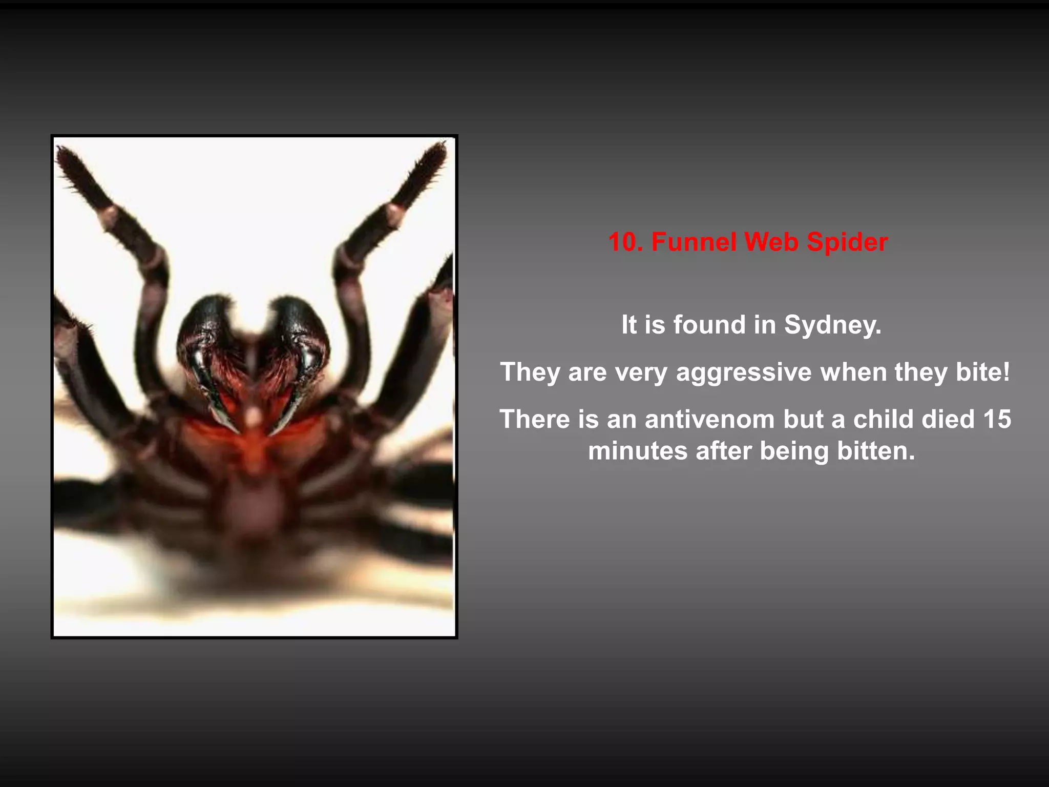 Top 10 australian dangerous animals from 10 to 6 | PPTX