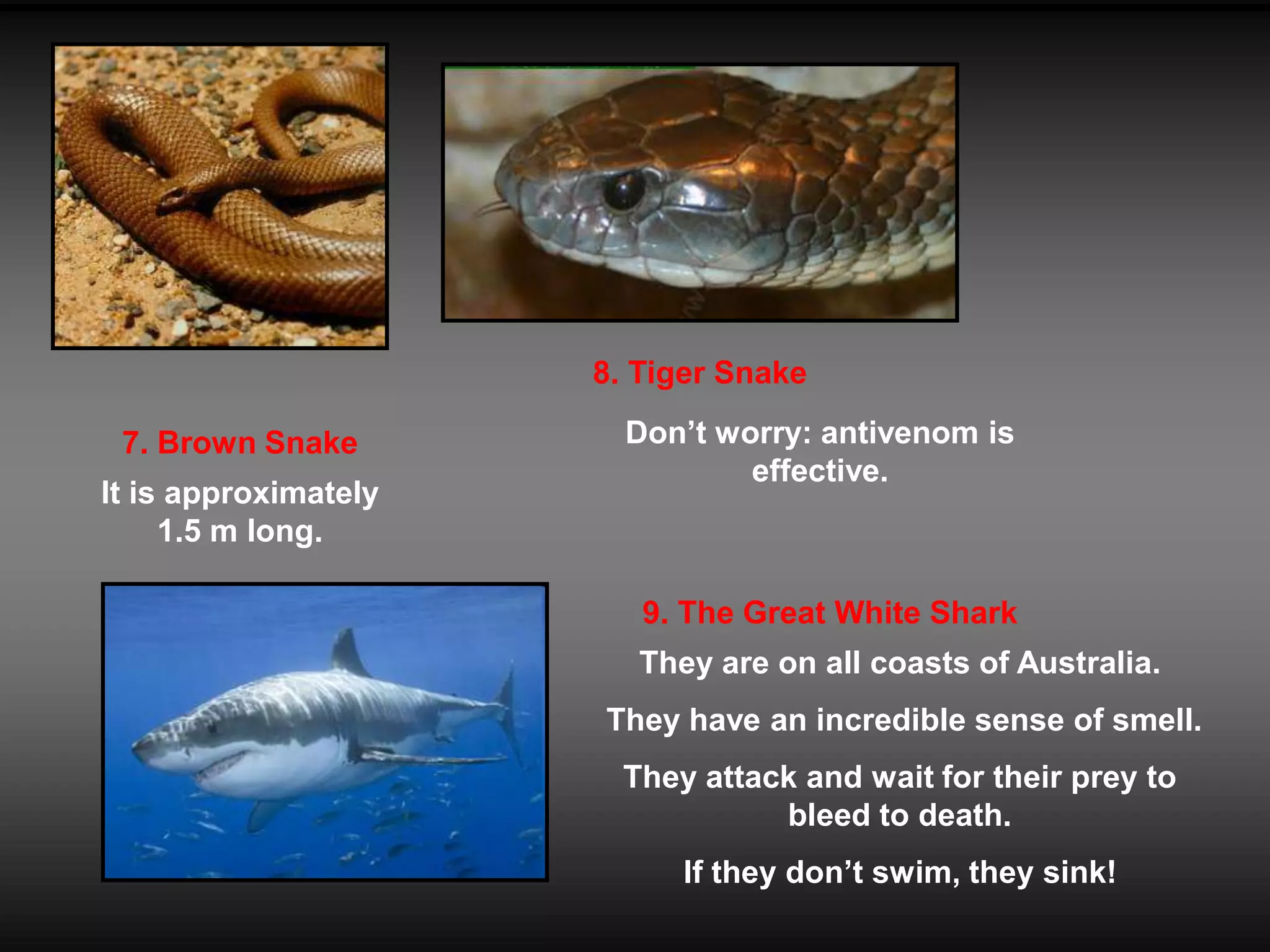Top 10 australian dangerous animals from 10 to 6 | PPTX