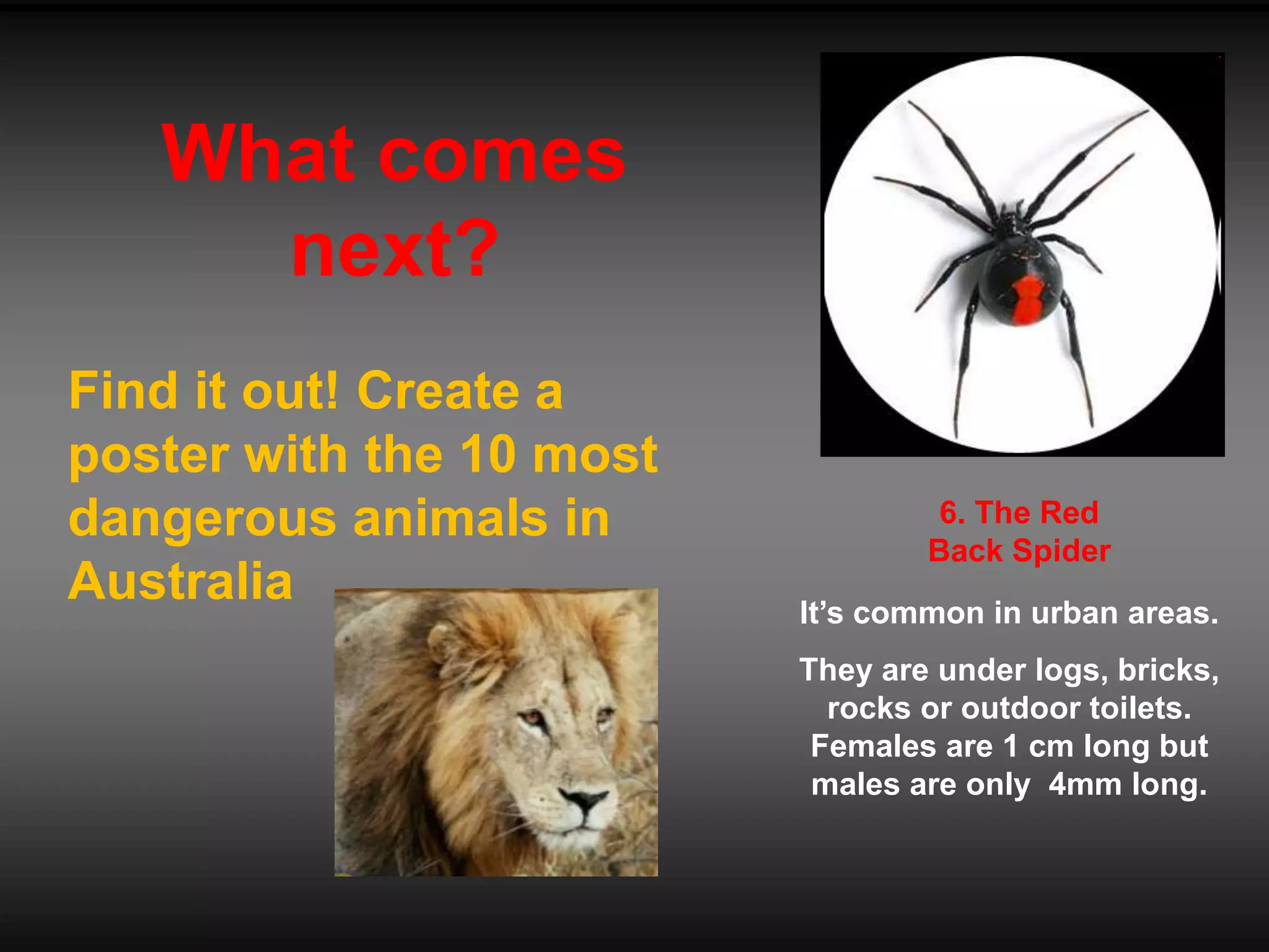 Top 10 australian dangerous animals from 10 to 6 | PPTX