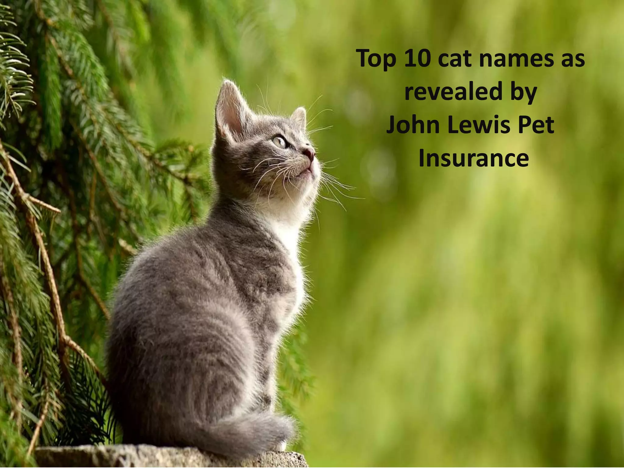 Top 10 cat names in 2018 | PPT