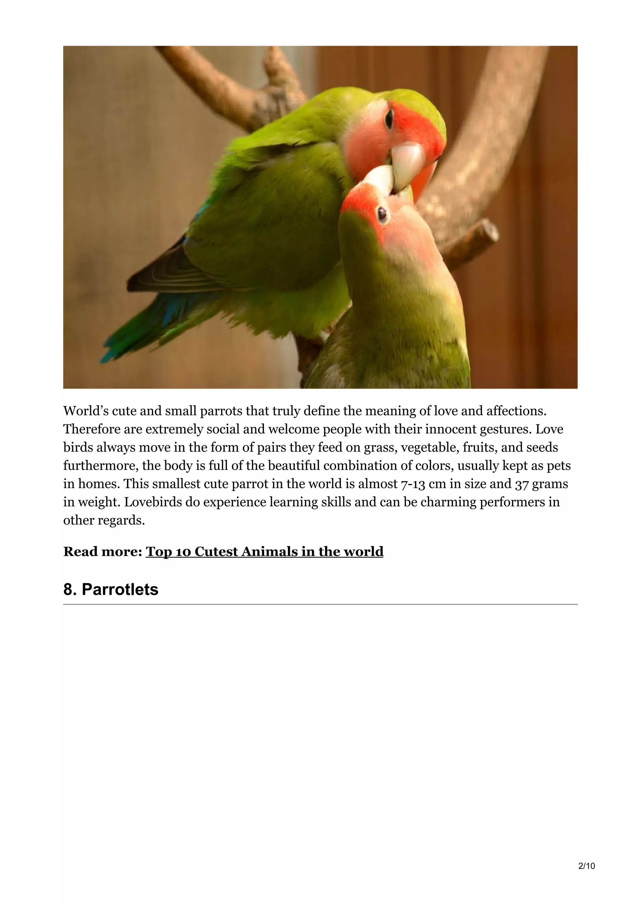Top 10 cute small parrots | PDF