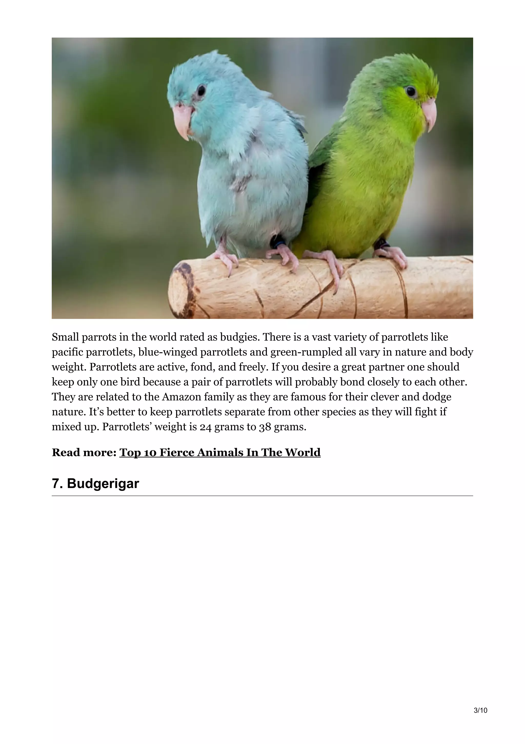 Top 10 cute small parrots | PDF | Birdwatching | Hobbies & Interests