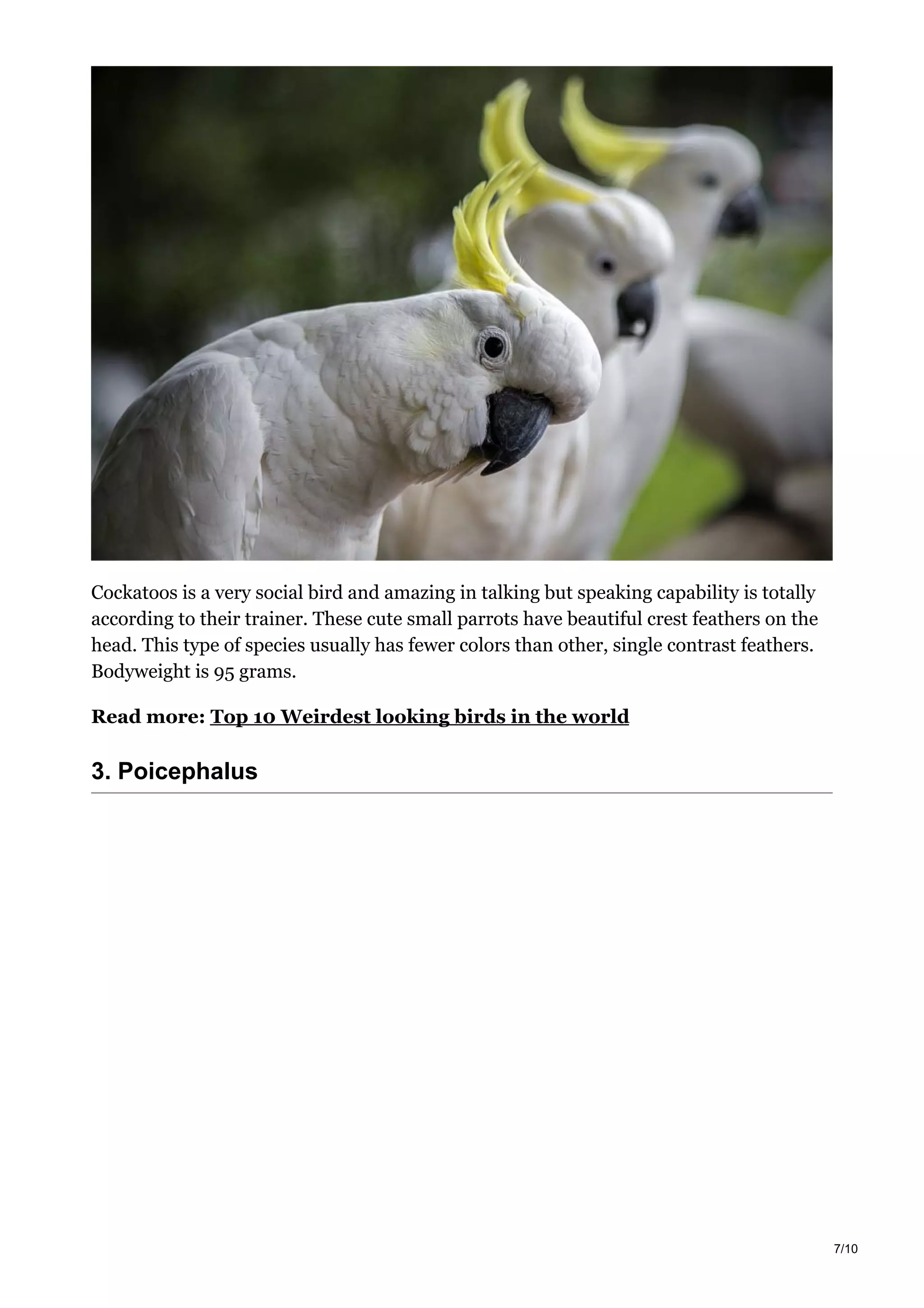 Top 10 cute small parrots | PDF | Birdwatching | Hobbies & Interests