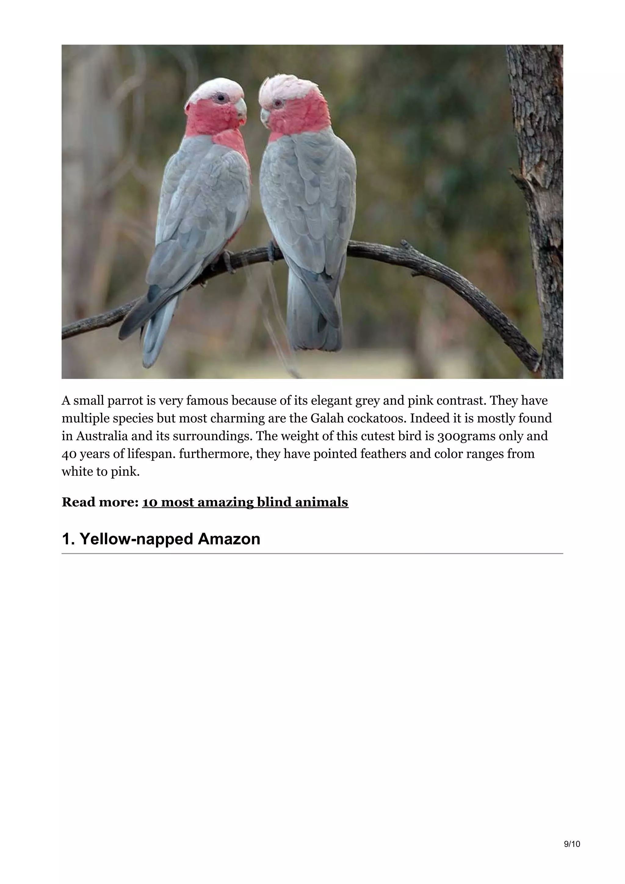 Top 10 cute small parrots | PDF | Birdwatching | Hobbies & Interests