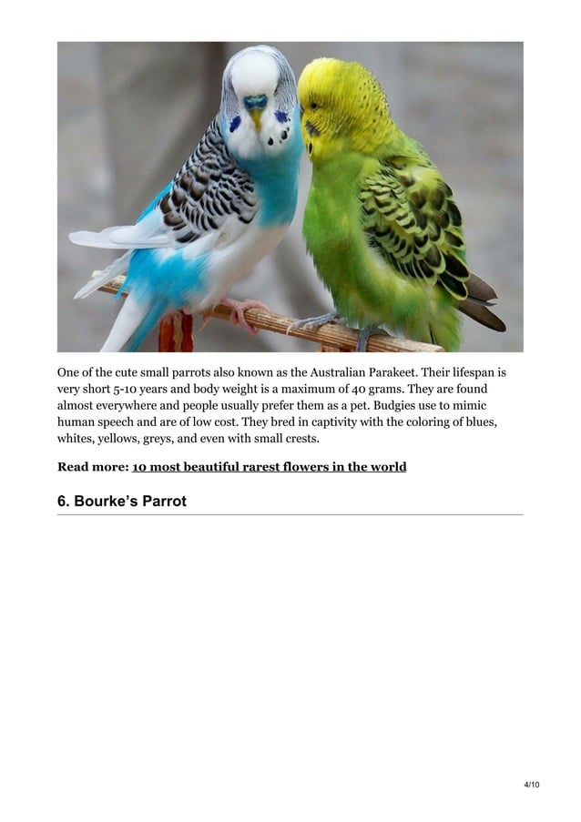 Top 10 cute small parrots | PDF