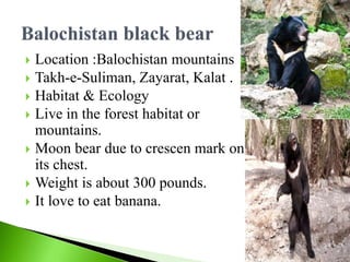 Top 10 endangered species of pakistan | PPTX