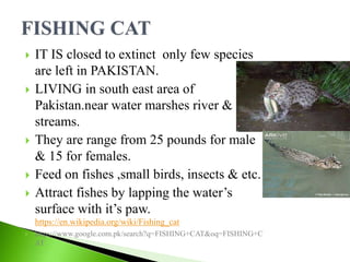 Top 10 endangered species of pakistan | PPTX