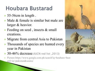 Top 10 Endangered Animals In Pakistan – XYAC