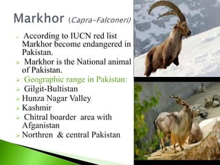 Top 10 endangered species of pakistan | PPTX