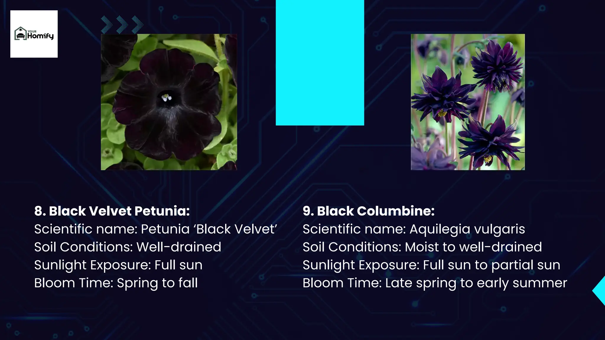 Top 10 Gothic Flowers To Grow In Your Goth Garden.pdf