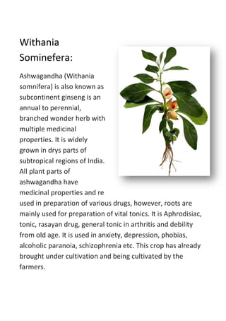 Top 10 herbs MAP (medicinally active plants) for cultivation in ...