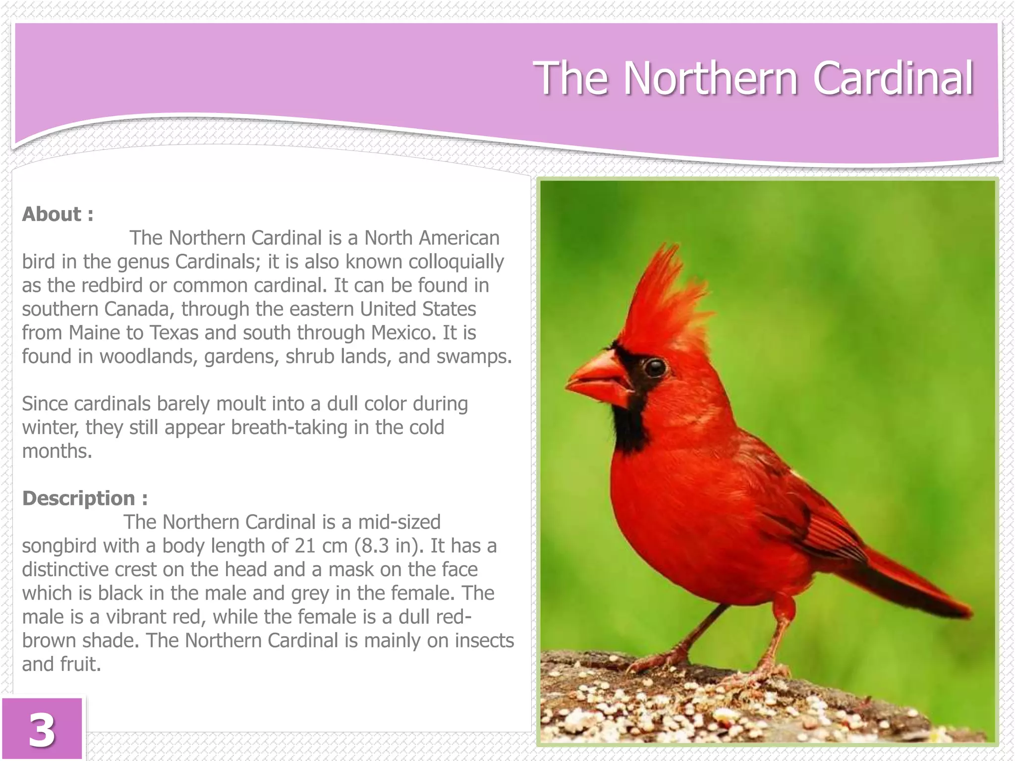 Top 10 most beautiful birds in the world | PPTX