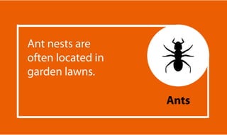 Top 10 Household Pests in the UK | PDF