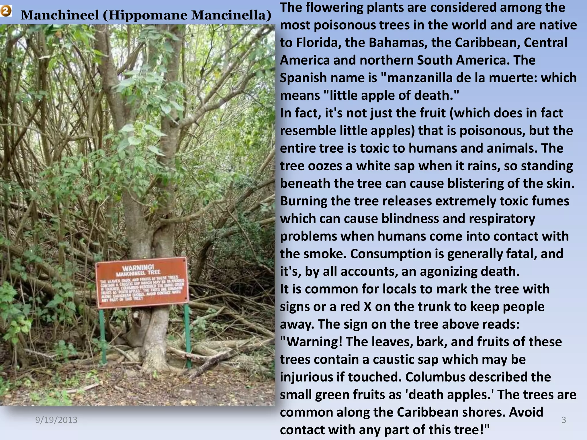 Top 10 poisonous plant's & tree's | PPTX