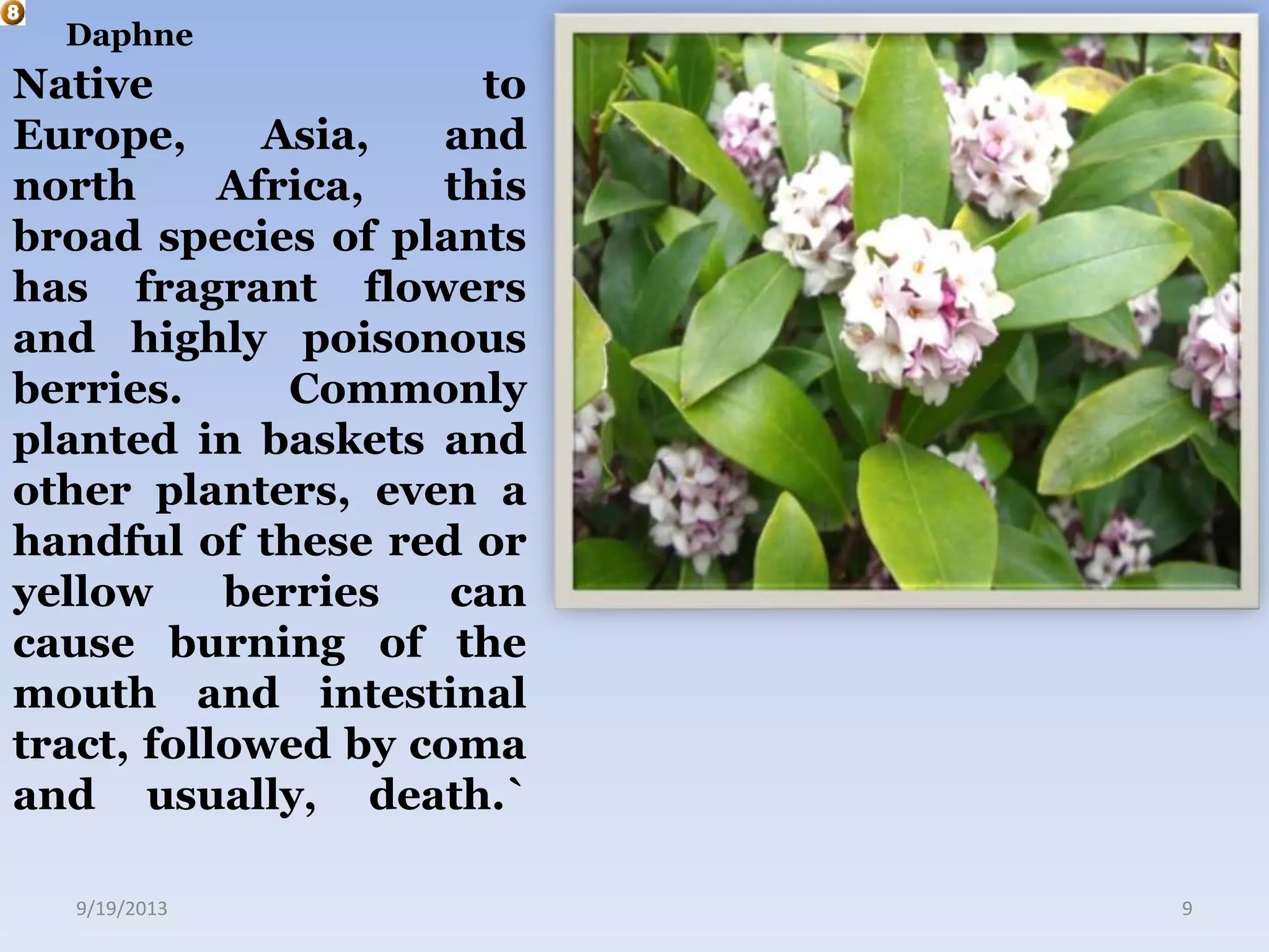 Top 10 poisonous plant's & tree's | PPTX