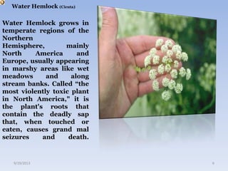 Top 10 poisonous plant's & tree's | PPTX