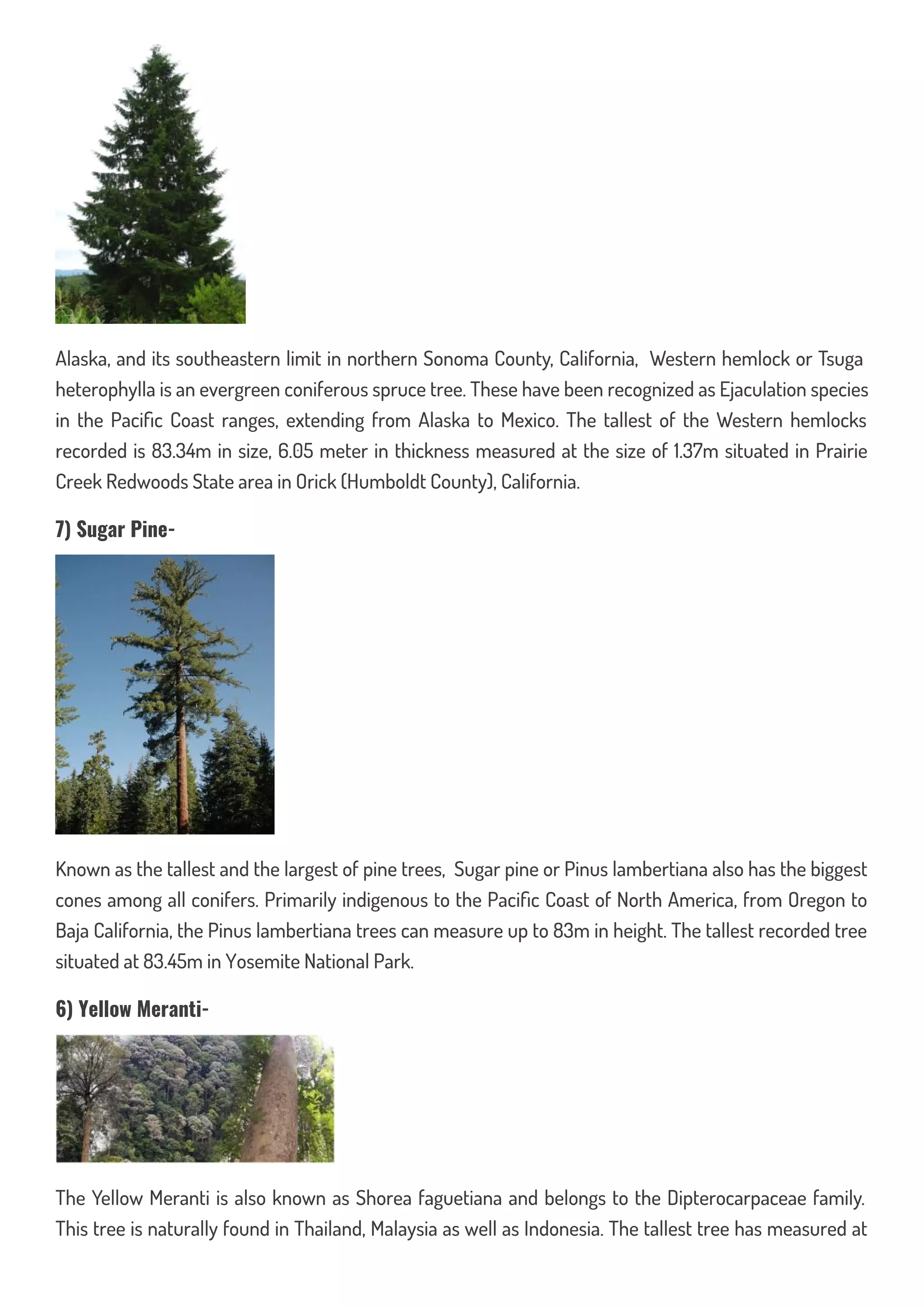 Top 10 tallest trees in the world | PDF