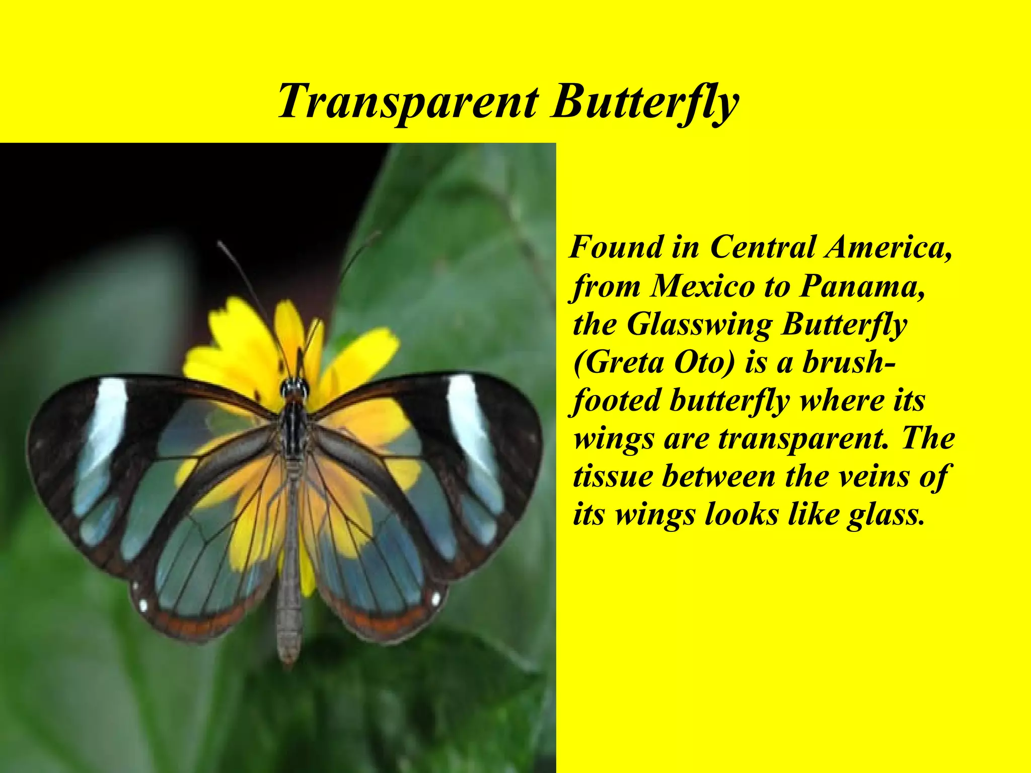 Top 10 Transparent Animals | PPT
