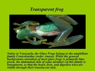 Top 10 Transparent Animals | PPT