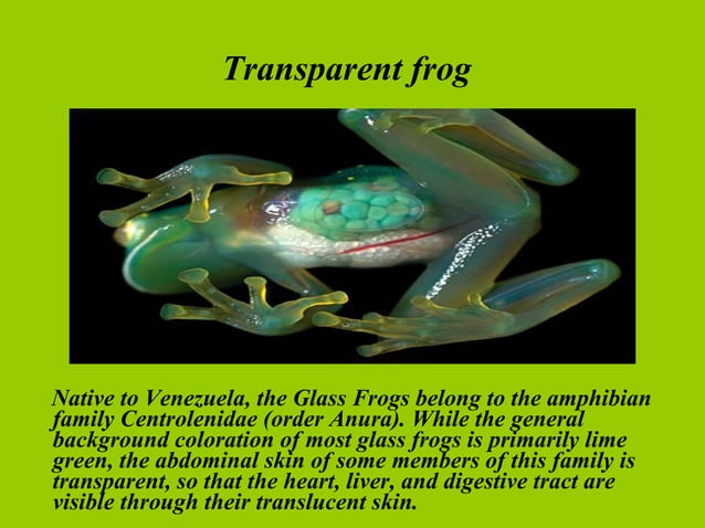 Top 10 Transparent Animals | PPT