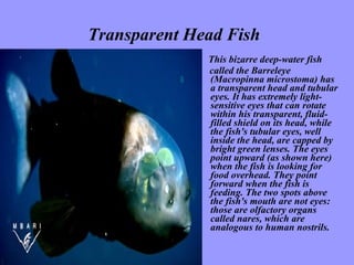 Top 10 Transparent Animals | PPT